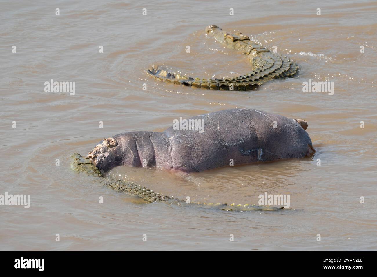 Zambia, South Luangwa. Nile crocodile eating hippo in Luangwa River ...