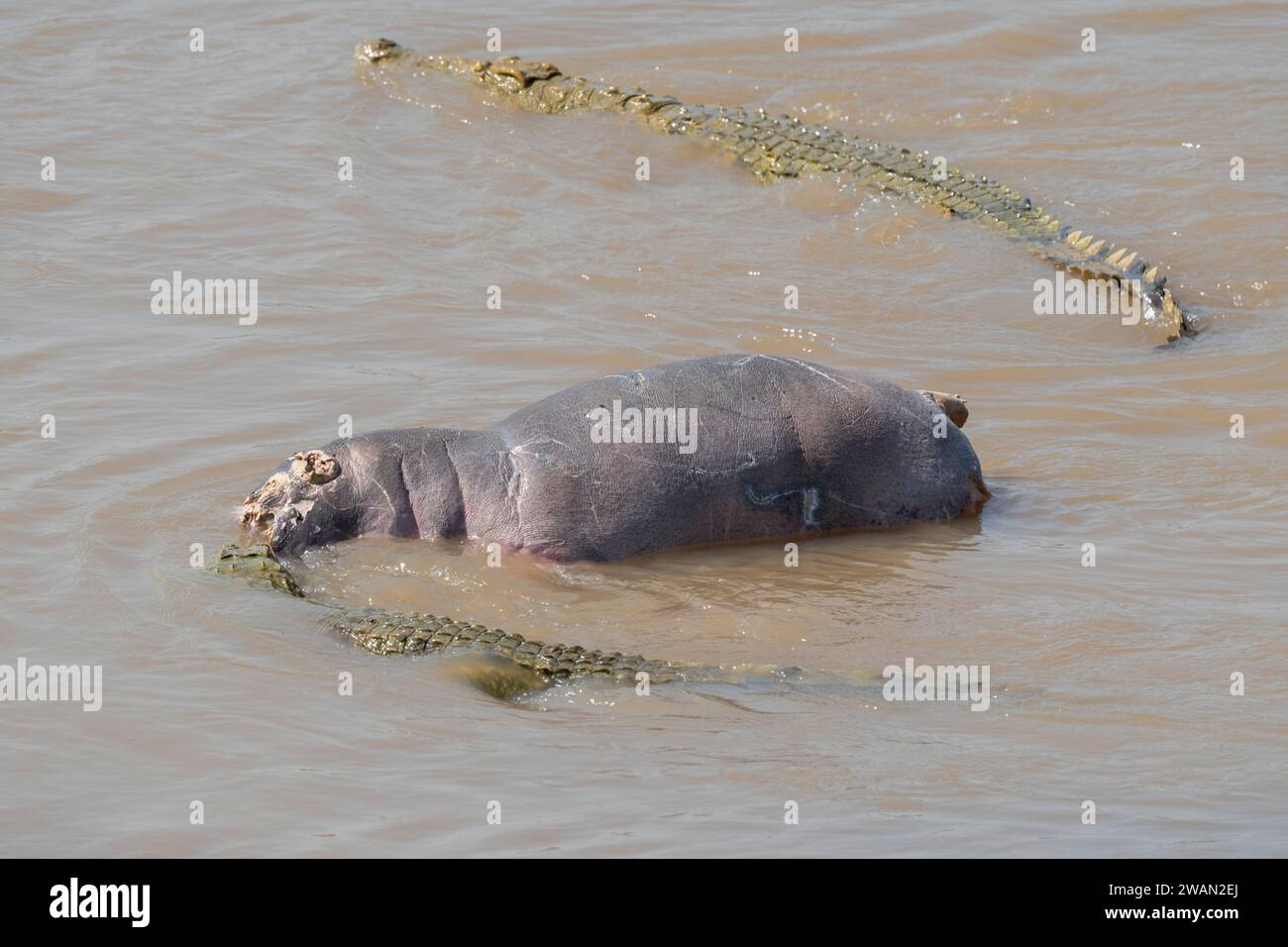 Zambia, South Luangwa. Nile crocodile eating hippo in Luangwa River ...