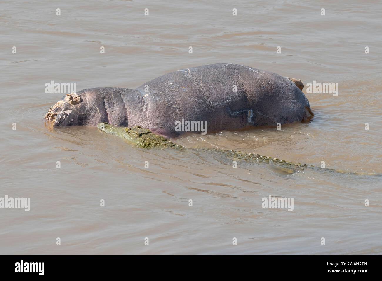 Zambia, South Luangwa. Nile crocodile eating hippo in Luangwa River ...