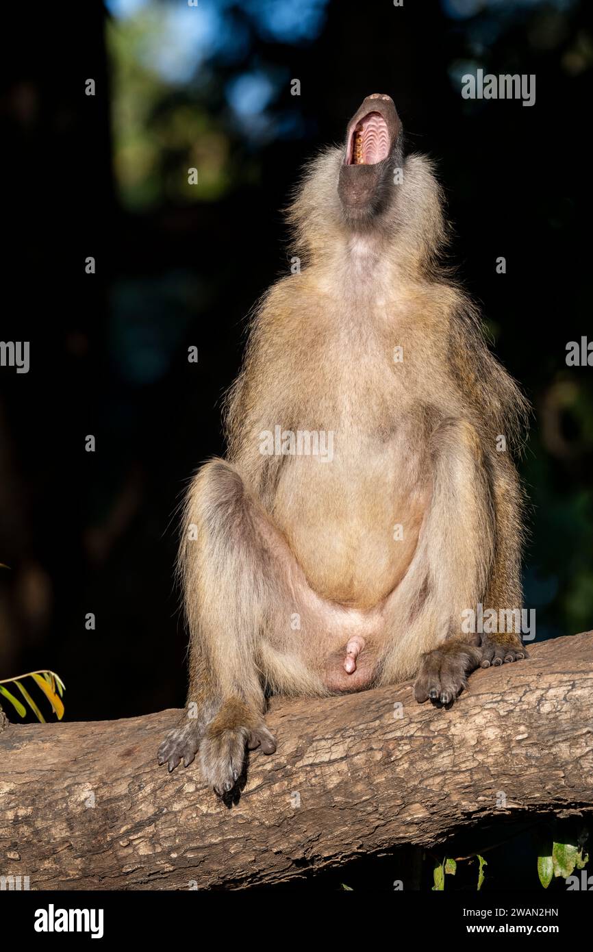 Zambia, South Luangwa. Yellow baboon (Papio cynocephalus) male in tree ...