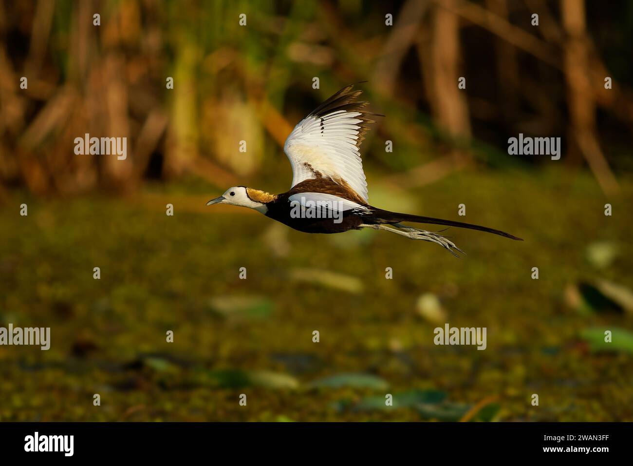 Pheasant-tailed Jacana - Hydrophasianus chirurgus bird in ...