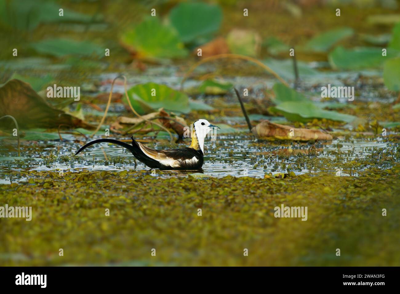 Jacana bird india hi-res stock photography and images - Alamy