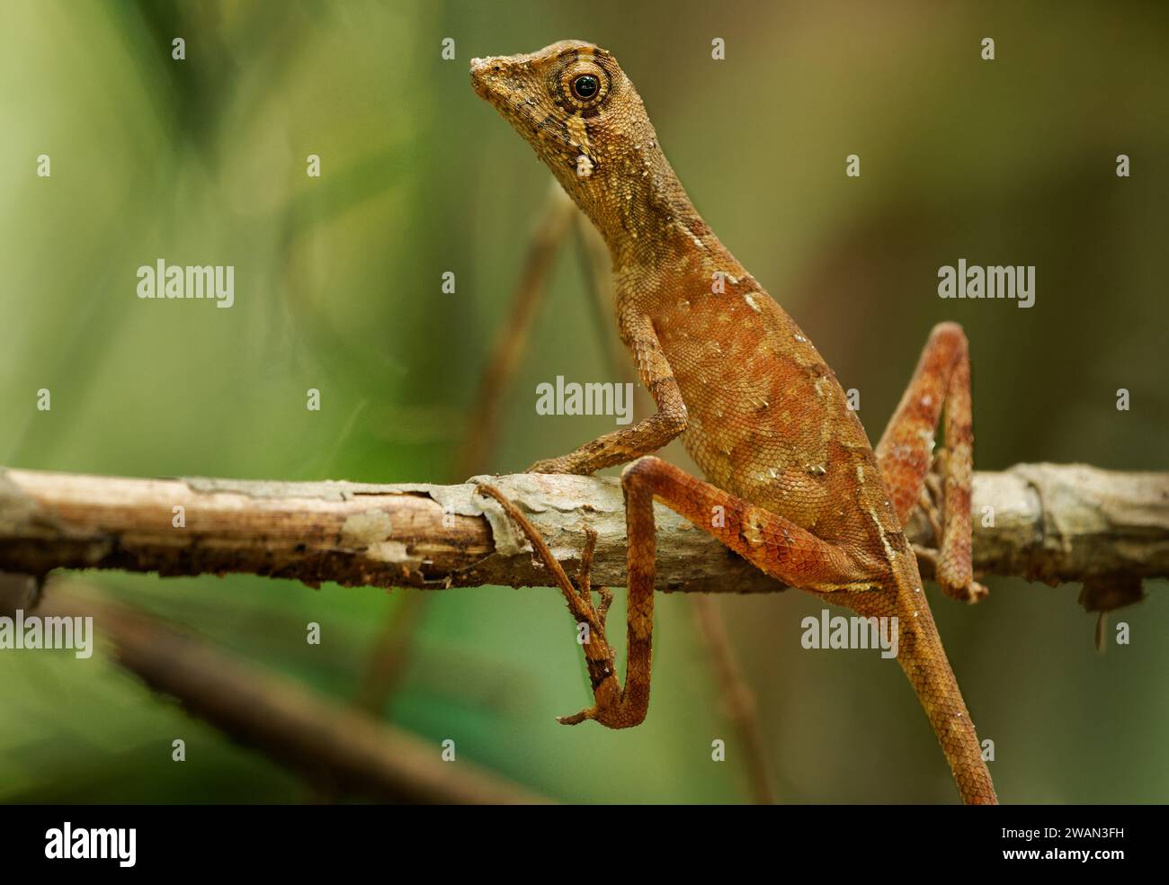 Otocryptis wiegmanni - Brown-patched kangaroo lizard, Sri Lankan ...