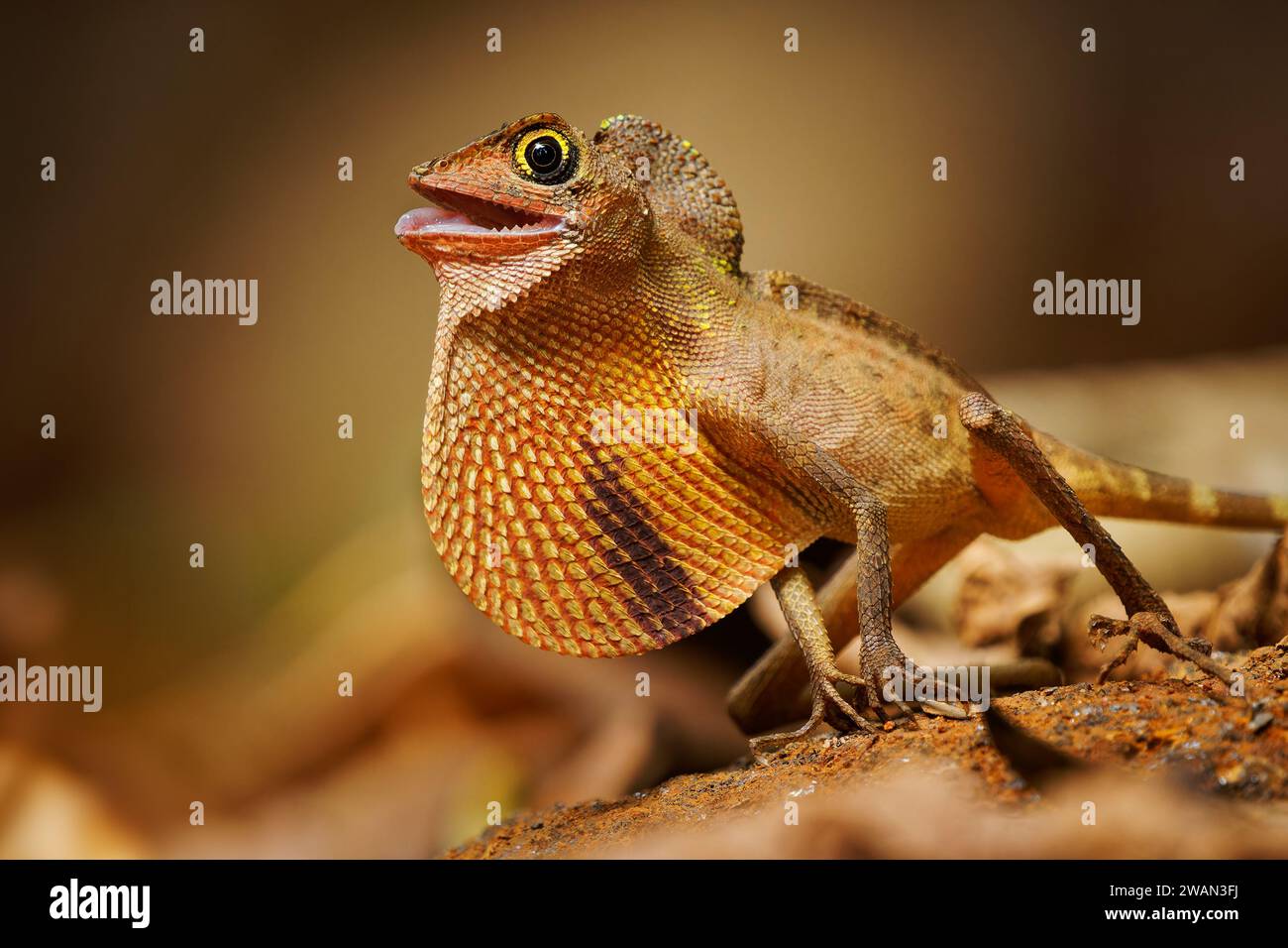 Otocryptis wiegmanni - Brown-patched kangaroo lizard, Sri Lankan ... Otocryptis wiegmanni - Brown-patched kangaroo lizard, Sri Lankan ...