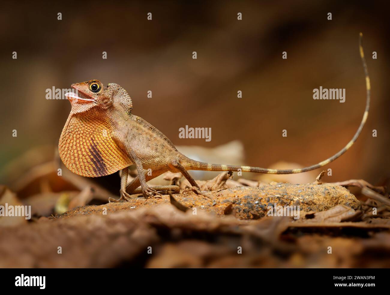 Otocryptis wiegmanni - Brown-patched kangaroo lizard, Sri Lankan ...