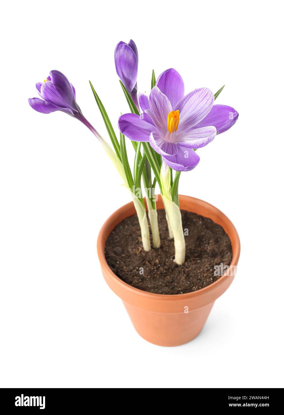 Pot with beautiful crocus flowers isolated on white background Stock ...