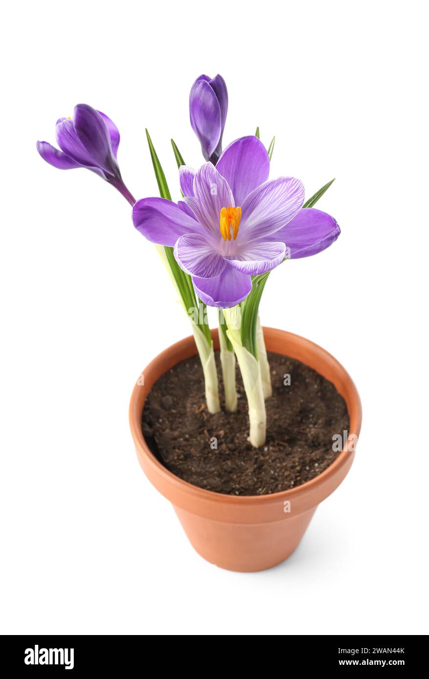 Pot with beautiful crocus flowers isolated on white background Stock ...