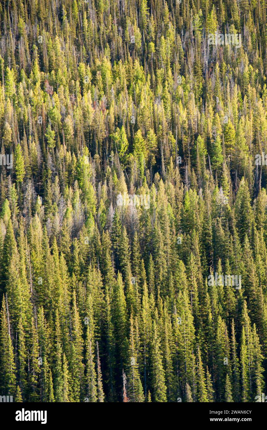 Forest slope above Stanley Lake, Ponderosa Pine Scenic Byway, Sawtooth ...