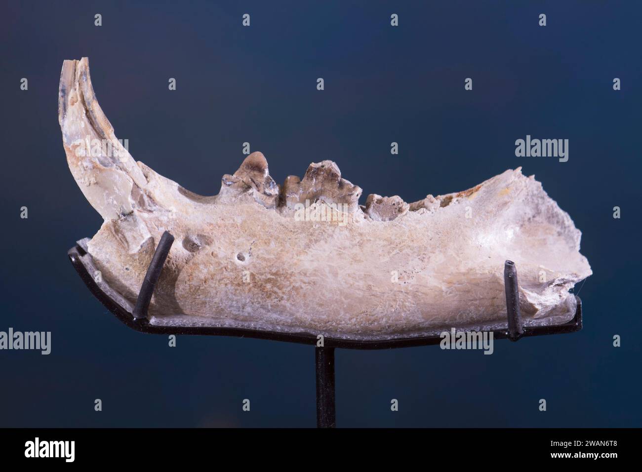 Puma teeth hi-res stock photography and images - Alamy