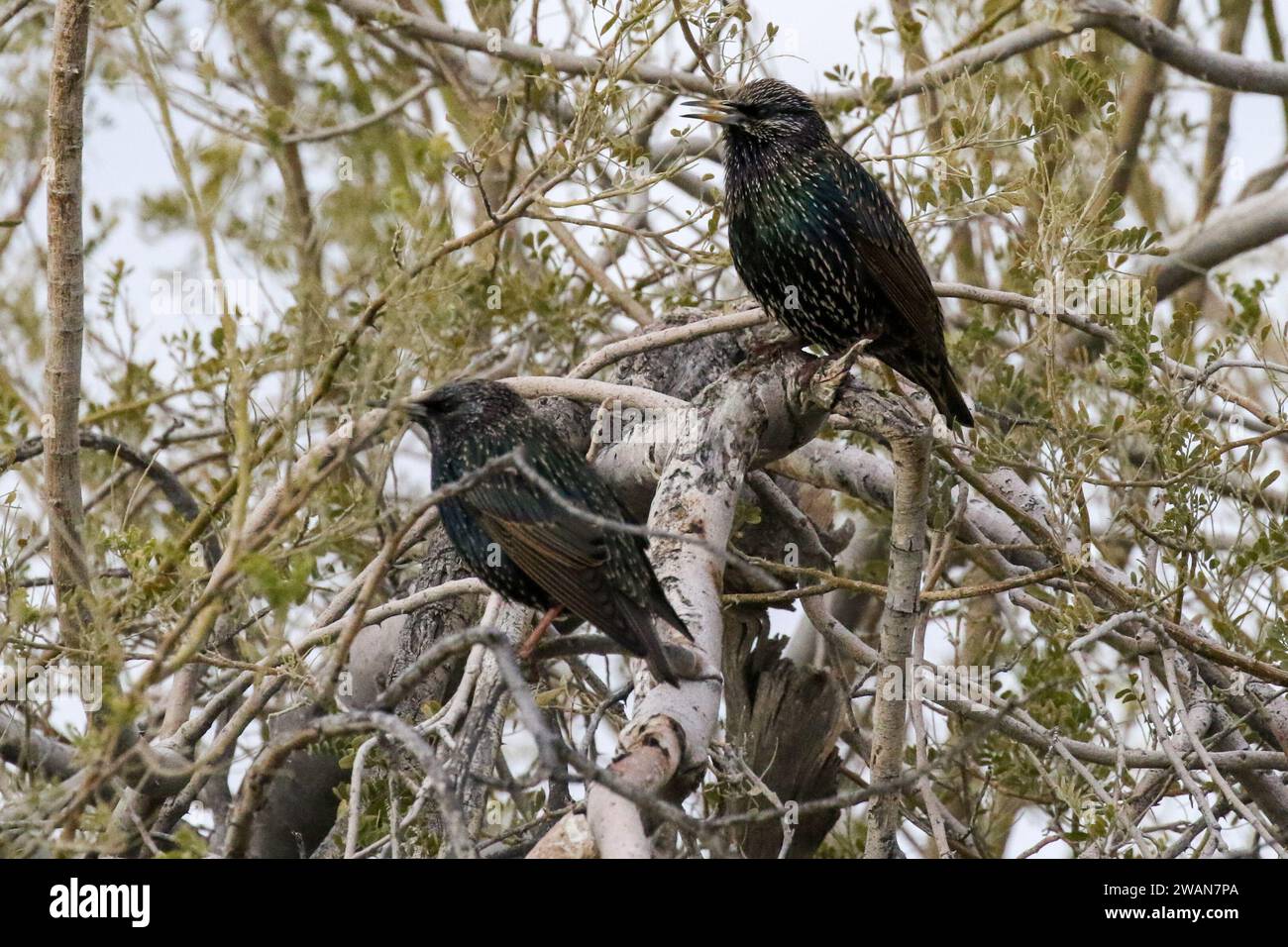 European starlings invasive species hi-res stock photography and images ...