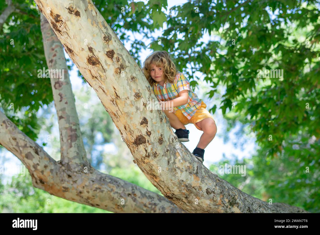 Kid climbing on a tree branch outdoor Stock Photo - Alamy
