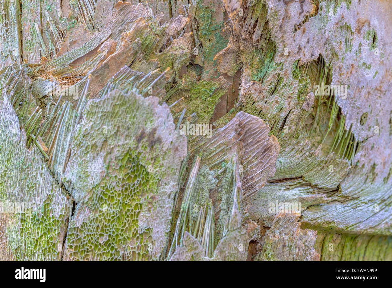 intricate patterns and textures of palm tree bark Stock Photo - Alamy
