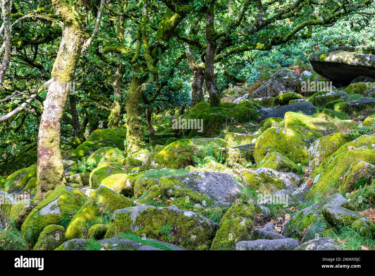 Wistmans Wood, mossy rocks, small Dartmoor wood site of scientific ...