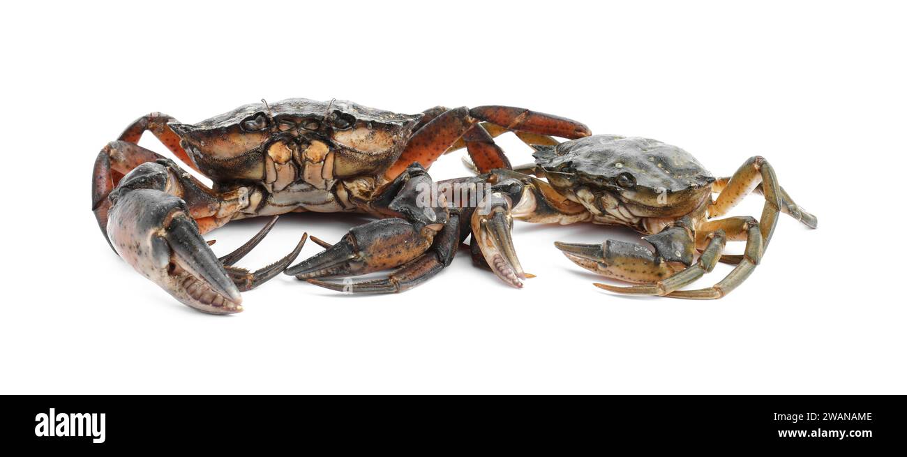 Two fresh raw crabs hi-res stock photography and images - Alamy