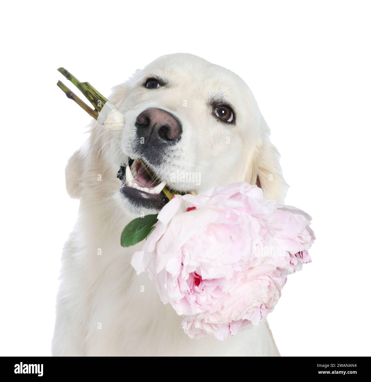 Cute Labrador Retriever with beautiful peony flowers on white ...