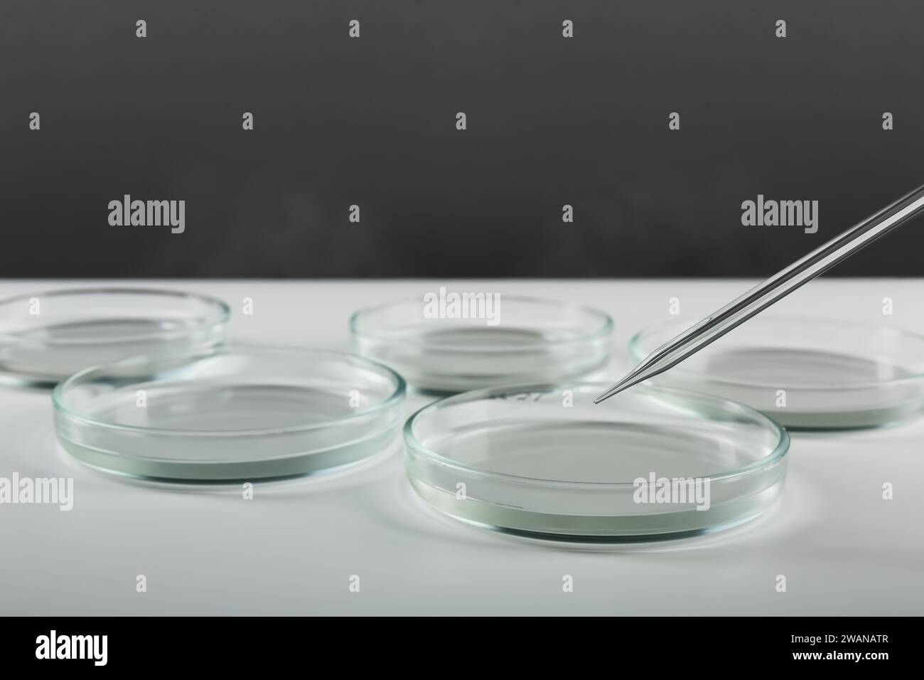 Pipette over petri dish on light table against grey background Stock ...