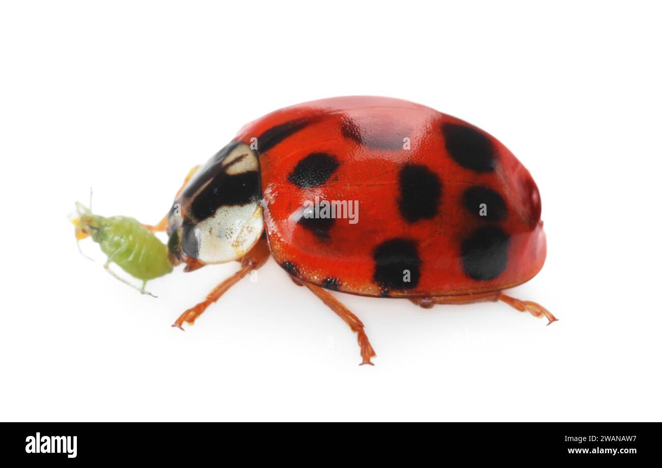 Aphid species Cut Out Stock Images & Pictures - Alamy