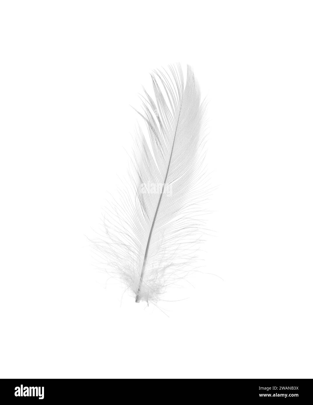 Beautiful fluffy bird feather isolated on white Stock Photo - Alamy