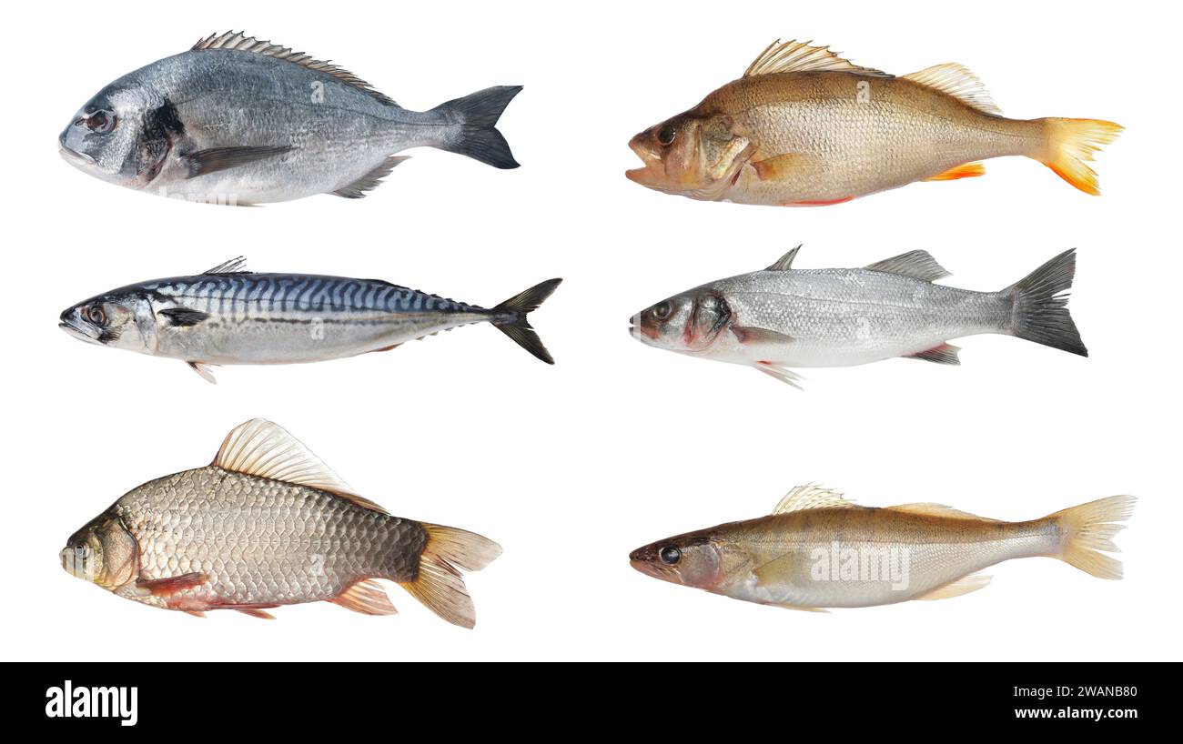 Different types of raw fish isolated on white, set Stock Photo - Alamy