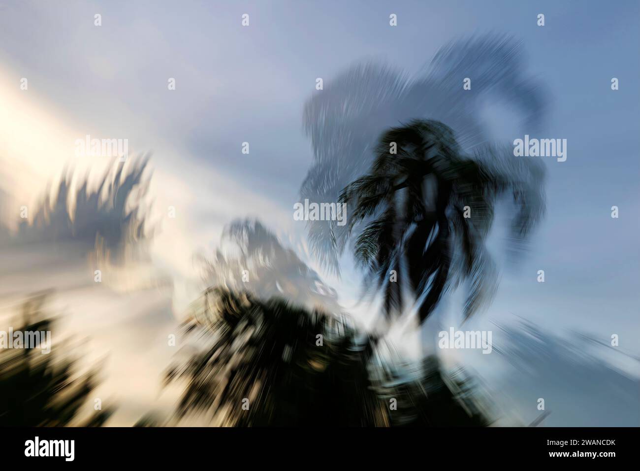 Nature's beauty is art... ICM abstract nature art of palm trees at ...