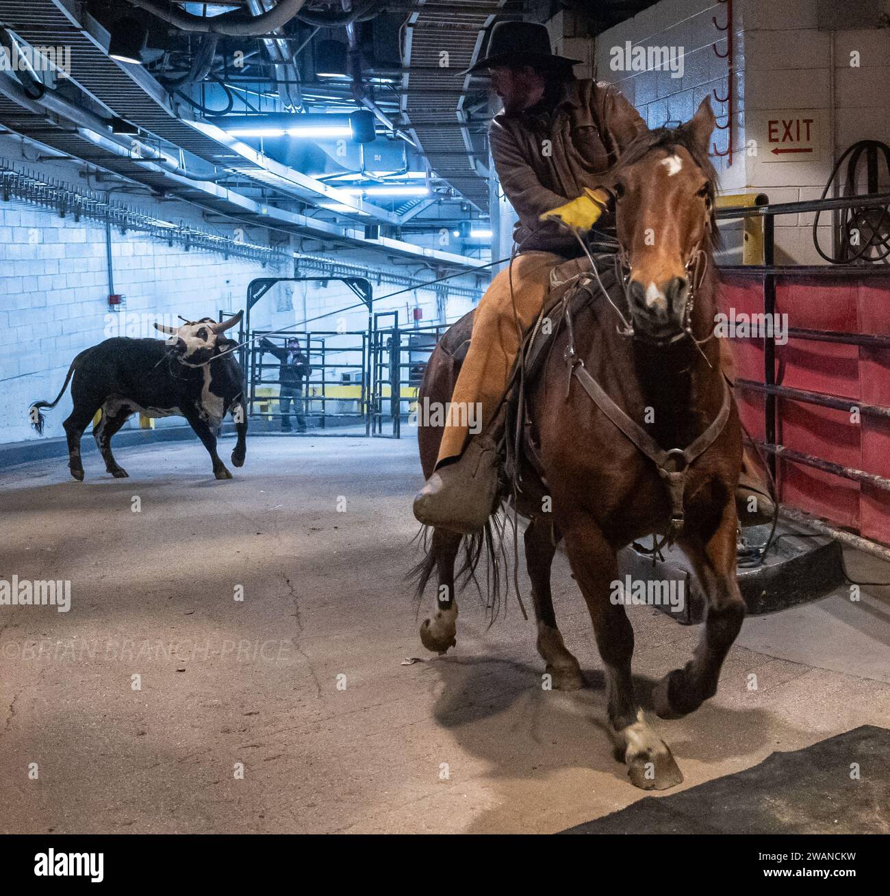 New York, New York, USA. 5th Jan, 2024. A cowboy pulls the first bull ...