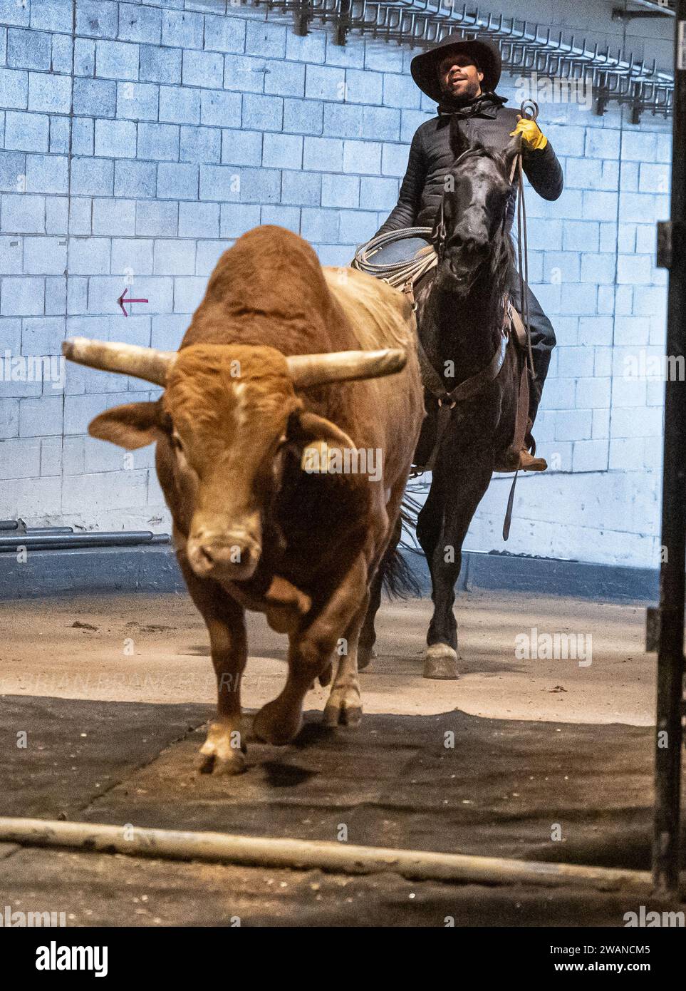 New York, New York, USA. 5th Jan, 2024. A cowboy herds a bull through ...