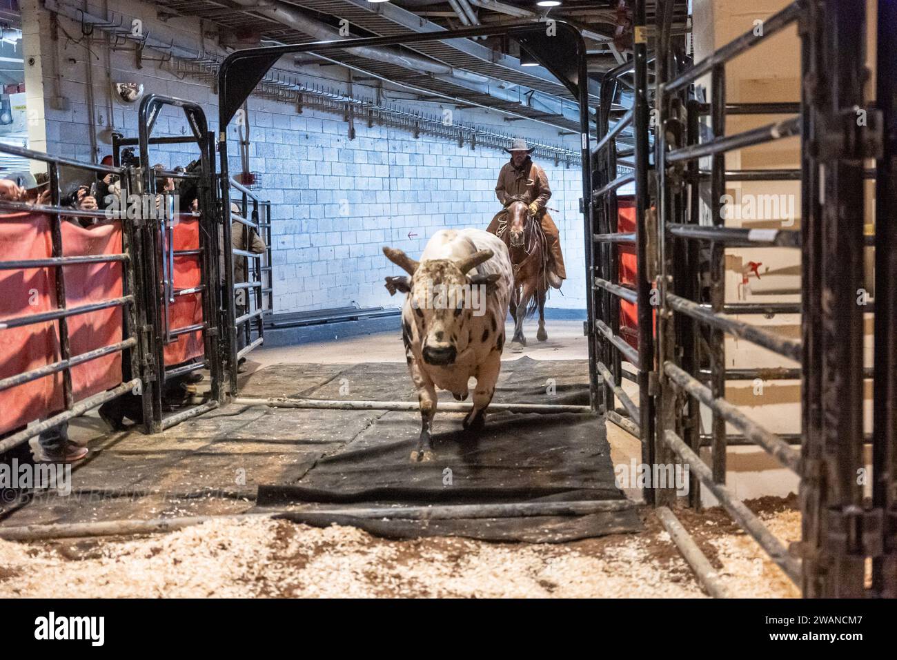 New York, New York, USA. 5th Jan, 2024. A cowboy pushes Twisted steel ...