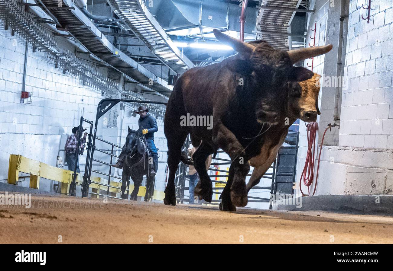New York, New York, USA. 5th Jan, 2024. A cowboy DAVE pushes the bull ...