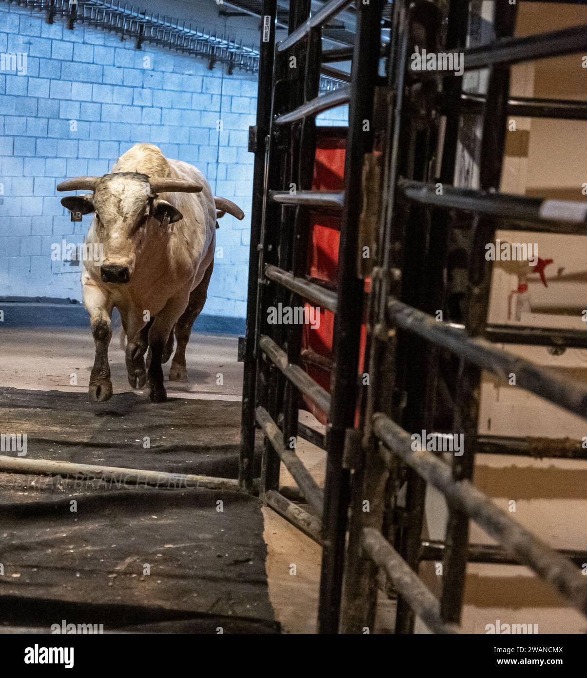 New York, New York, USA. 5th Jan, 2024. Arrival of the bulls in the ...