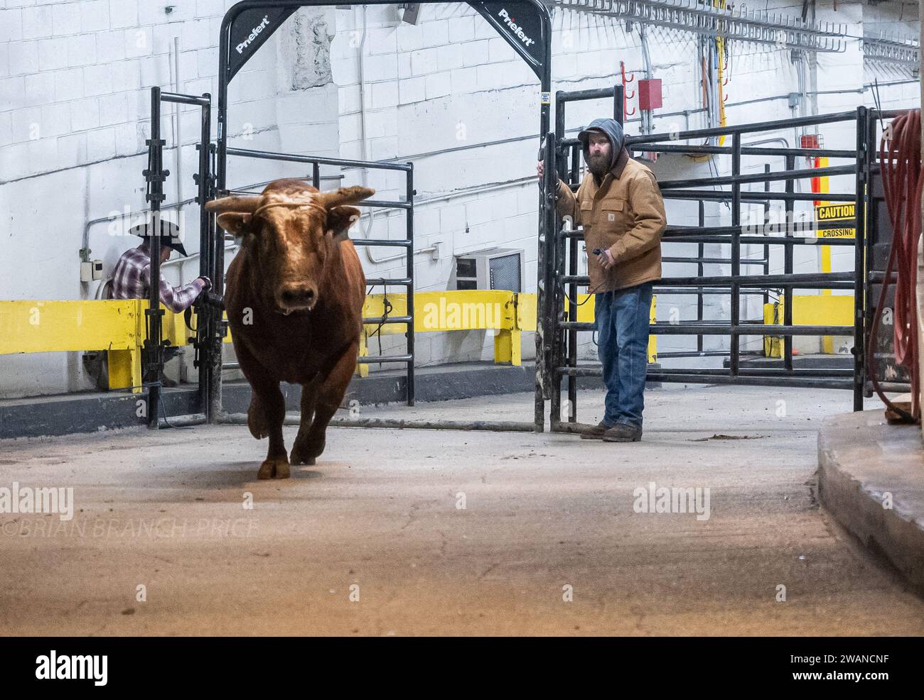 New York, New York, USA. 5th Jan, 2024. Arrival of the bulls in the ...