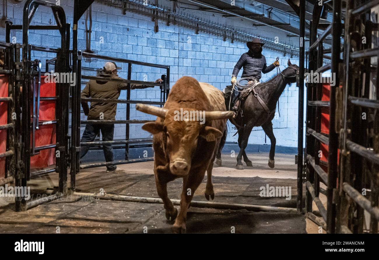 New York, New York, USA. 5th Jan, 2024. A cowboy herds a bull through ...
