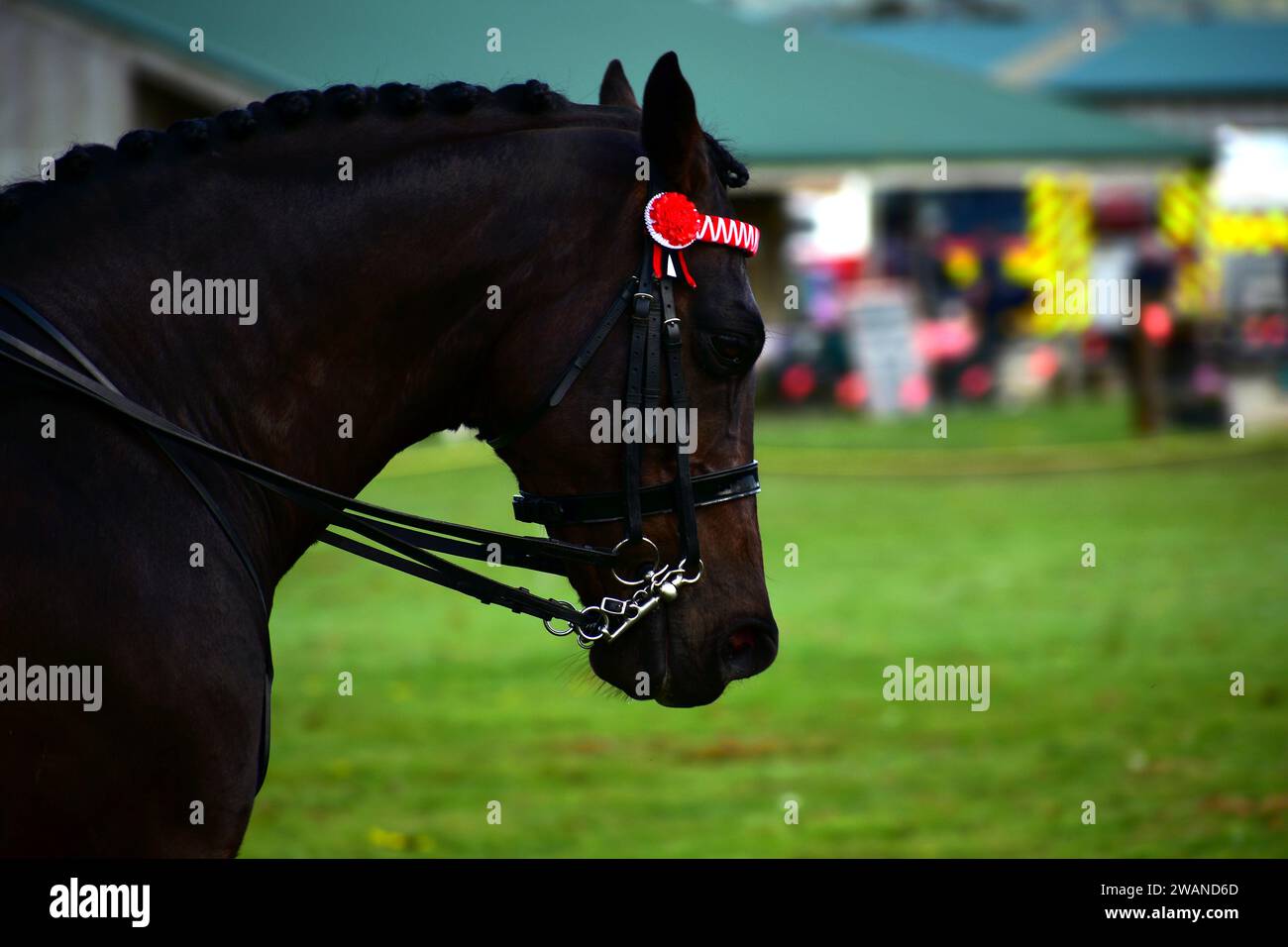 Portrait of a horse, close-up. This is an odd-toed ungulate mammal ...