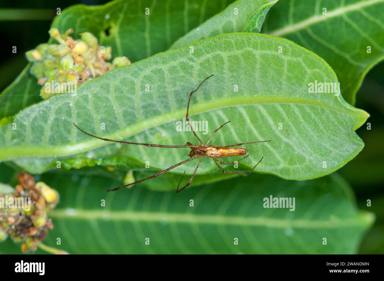 Wildlife people insects hi-res stock photography and images - Alamy