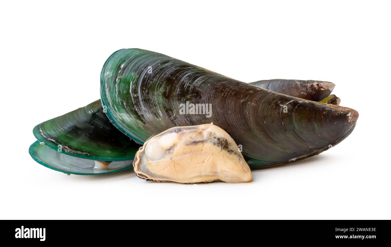 Steamed or cooked food of fresh beautiful green mussels in stack is ...