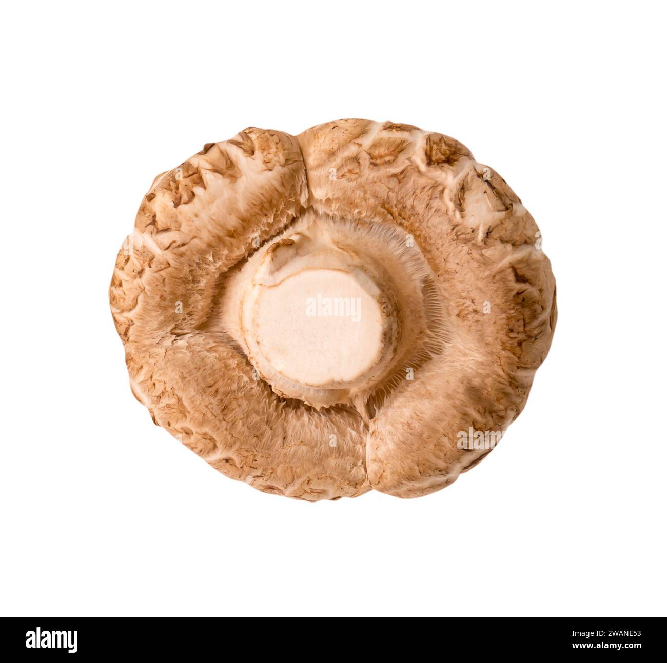 Top view of shiitake mushrooms is isolated on white background with ...