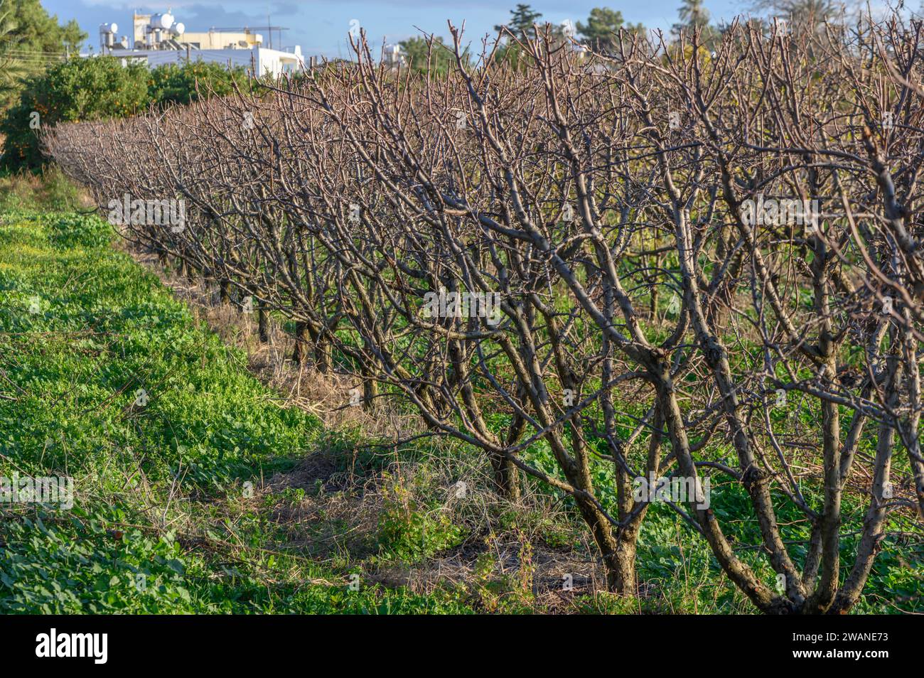 garden with mango trees in winter without leaves in Cyprus 9 Stock ...