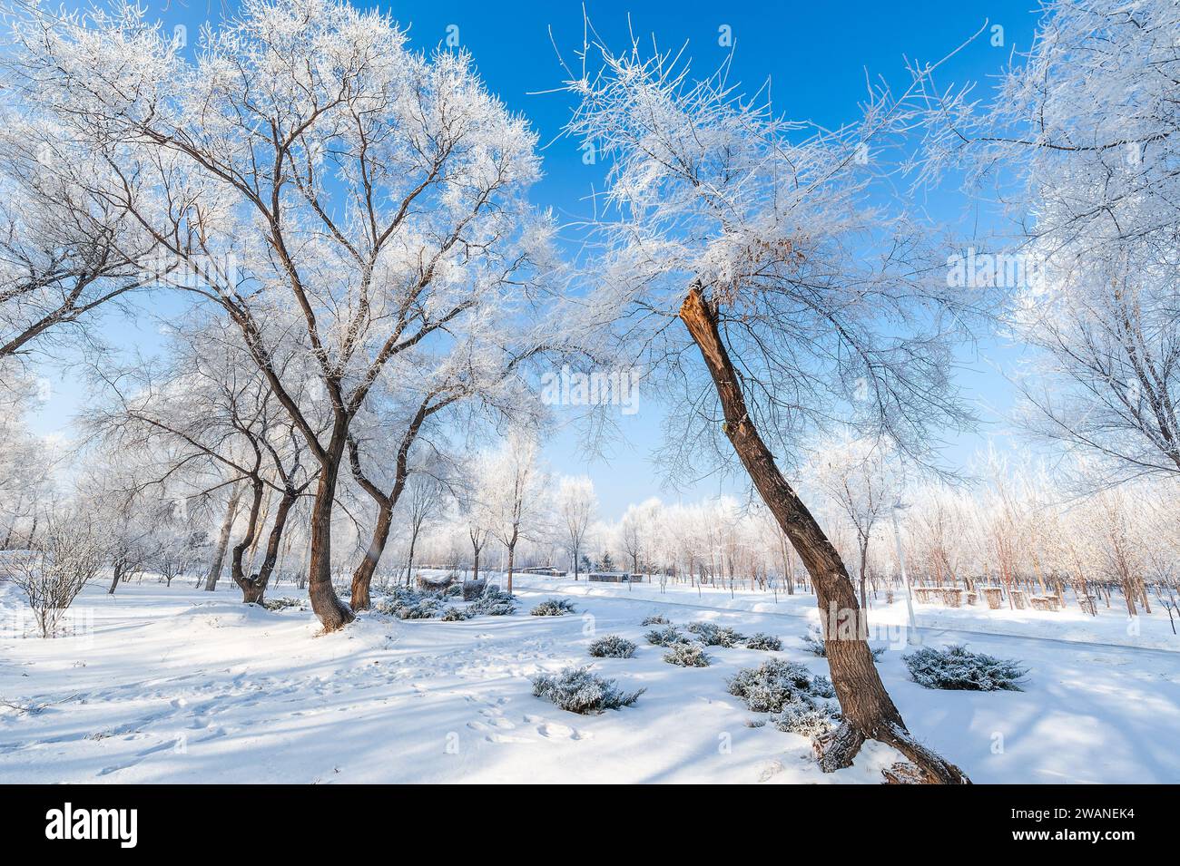 Rime landscape of urban forest in Daqing City, Heilongjiang Province ...