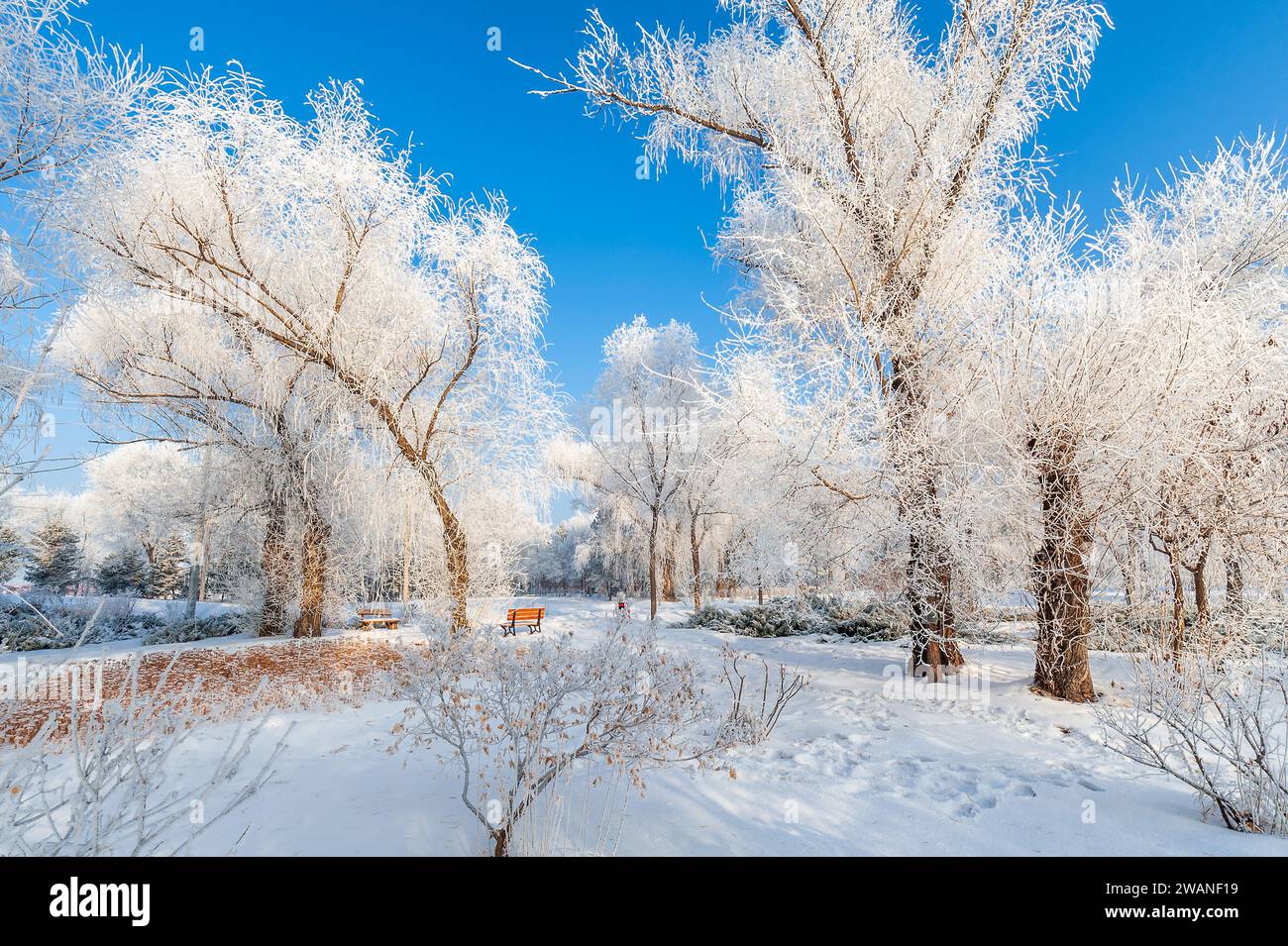 Rime landscape of urban forest in Daqing City, Heilongjiang Province ...