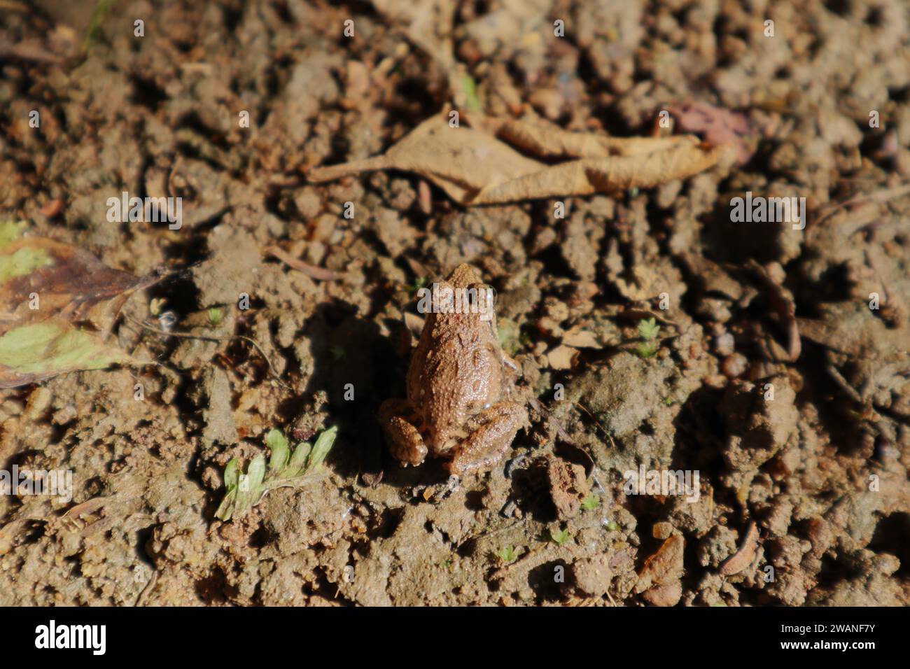 A long legged cricket frog (Minervarya syhadrensis) is sitting on the ...