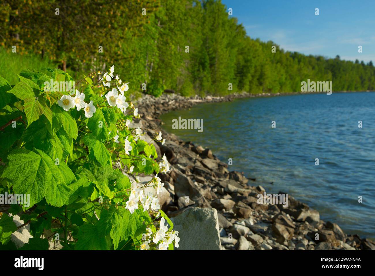 Lake pend oreille hi-res stock photography and images - Alamy