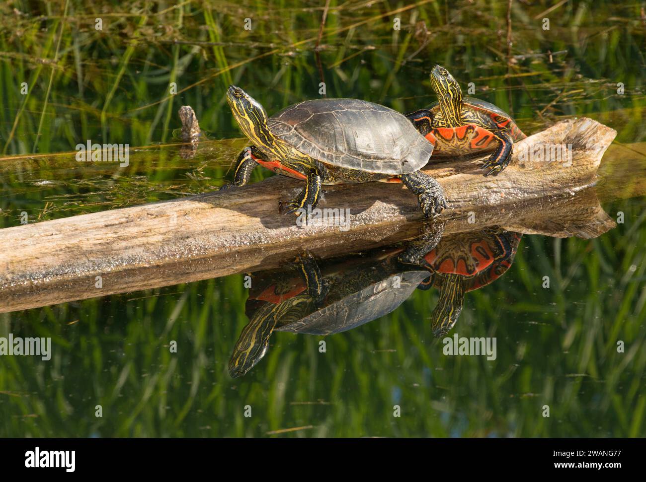 Wetland turtle hi-res stock photography and images - Alamy