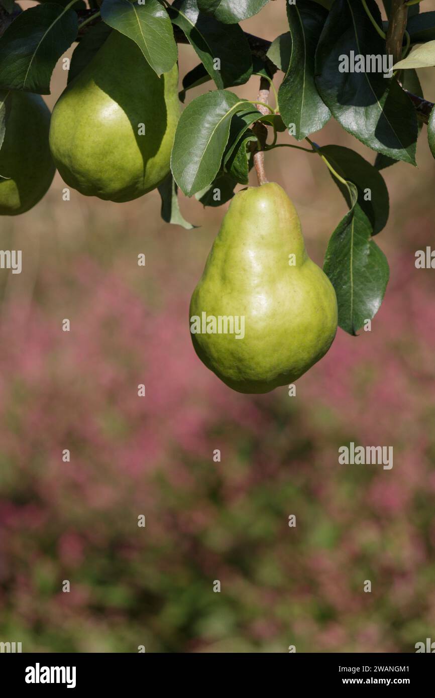Green garden pears hi-res stock photography and images - Alamy