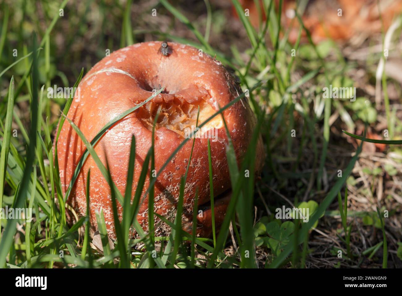 Damage on apple hi-res stock photography and images - Alamy