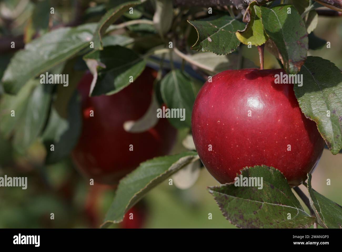 Large orchard hi-res stock photography and images - Alamy