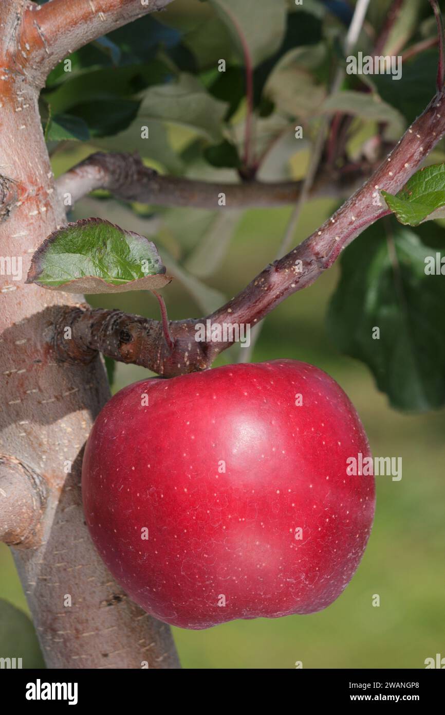 Young apples growing on tree hi-res stock photography and images - Alamy