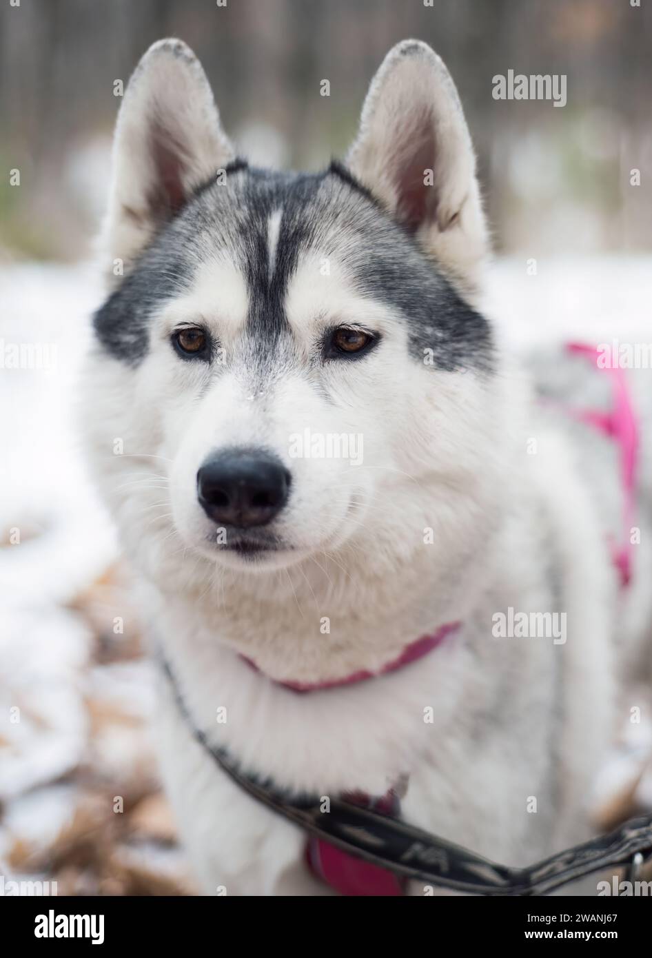 Portrait of young siberian husky looking away Stock Photo - Alamy