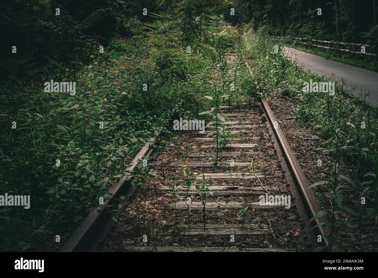 Old unused and grass overgrown train rails in woody area Stock Photo ...