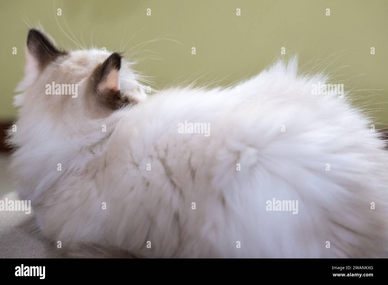 Cute, small Ragdoll cat. 3 months old Stock Photo - Alamy