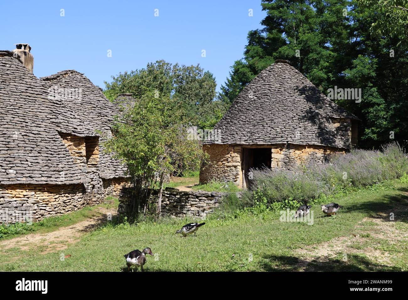 The famous ducks of Périgord among the Cabanes du Breuil. These typical ...