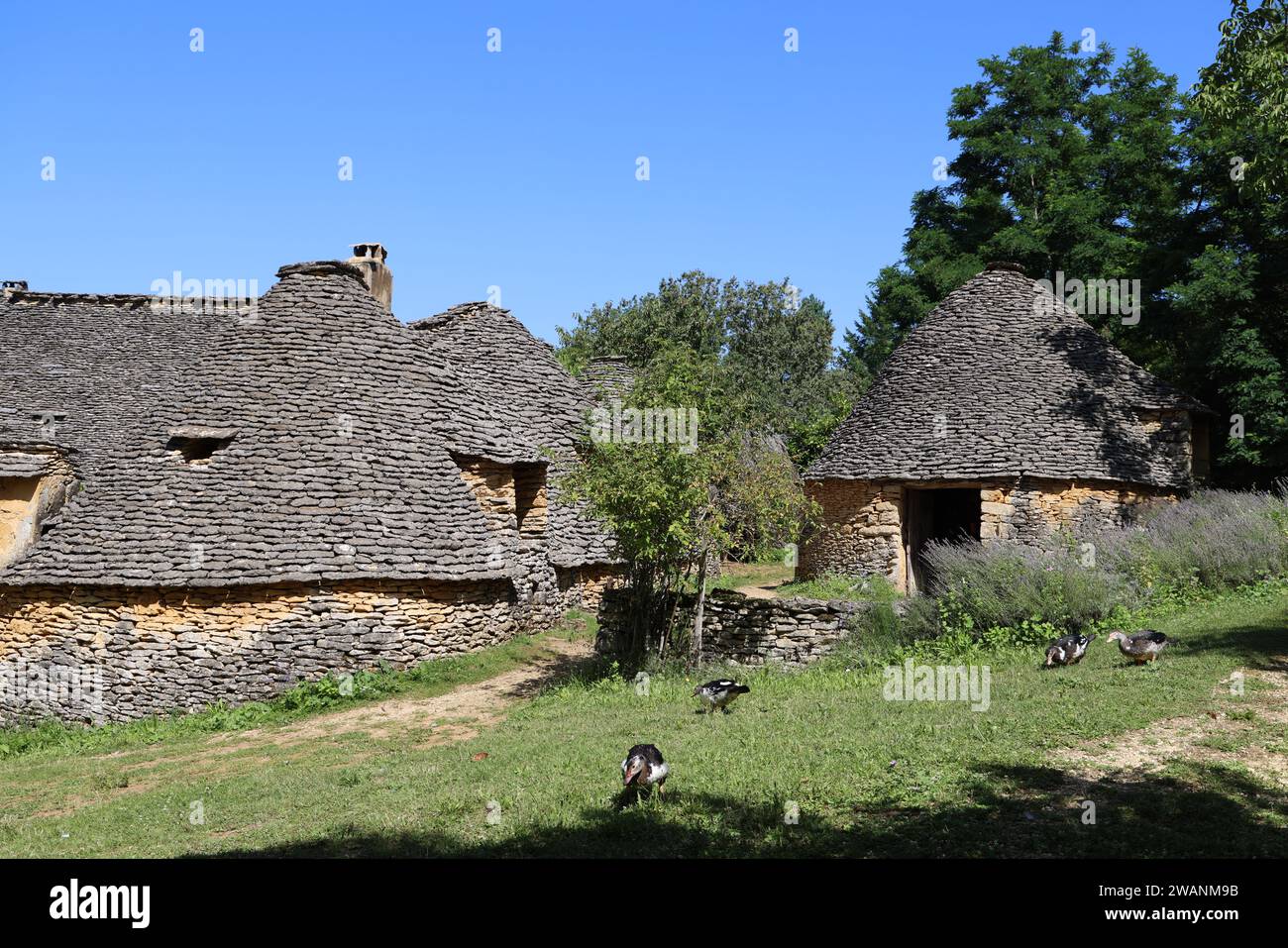 The famous ducks of Périgord among the Cabanes du Breuil. These typical ...